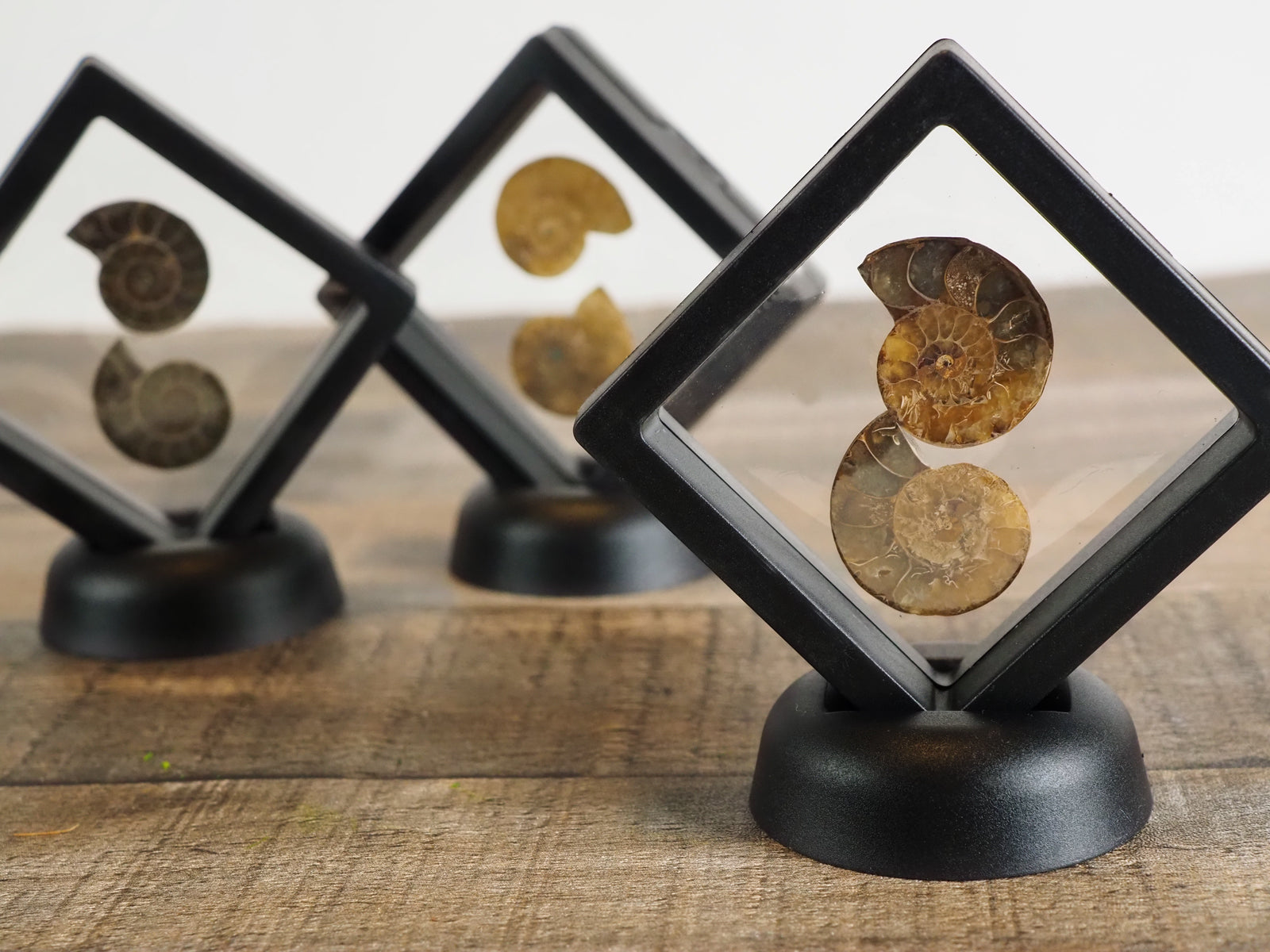 Agatized Ammonite Fossil Pairs In Floating Frames The Triceratory